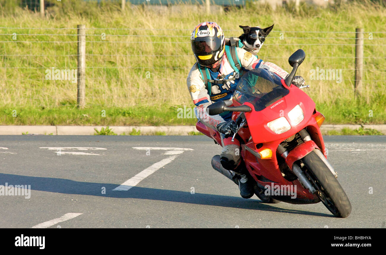 Border collie Mia wearing doggles on the back of owner's motorbike ...