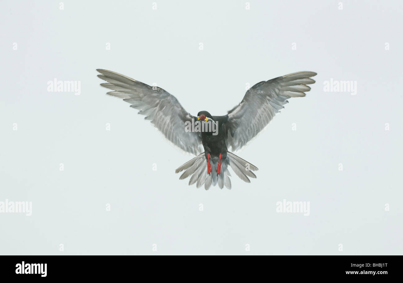 Flying flight peru peruvian seabird hi-res stock photography and images ...