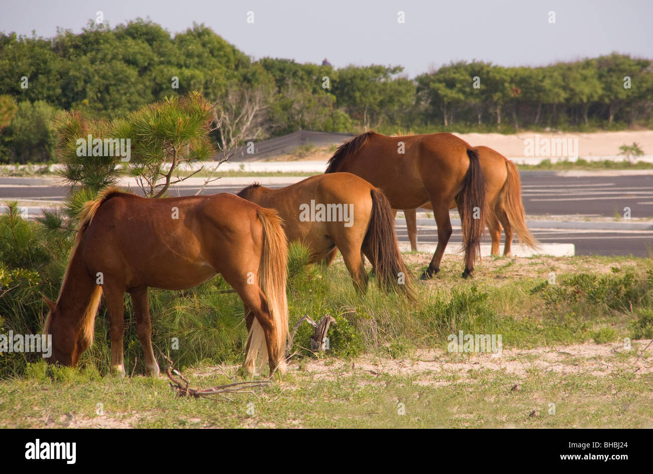 Horses In The Parking Lot Stock Photo - Alamy
