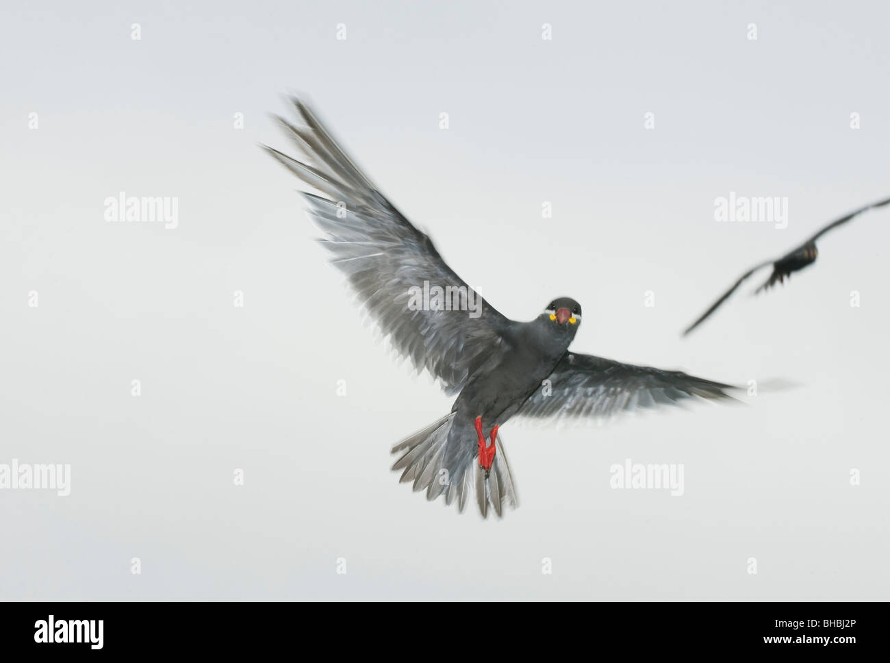Flying flight peru peruvian seabird hi-res stock photography and images ...