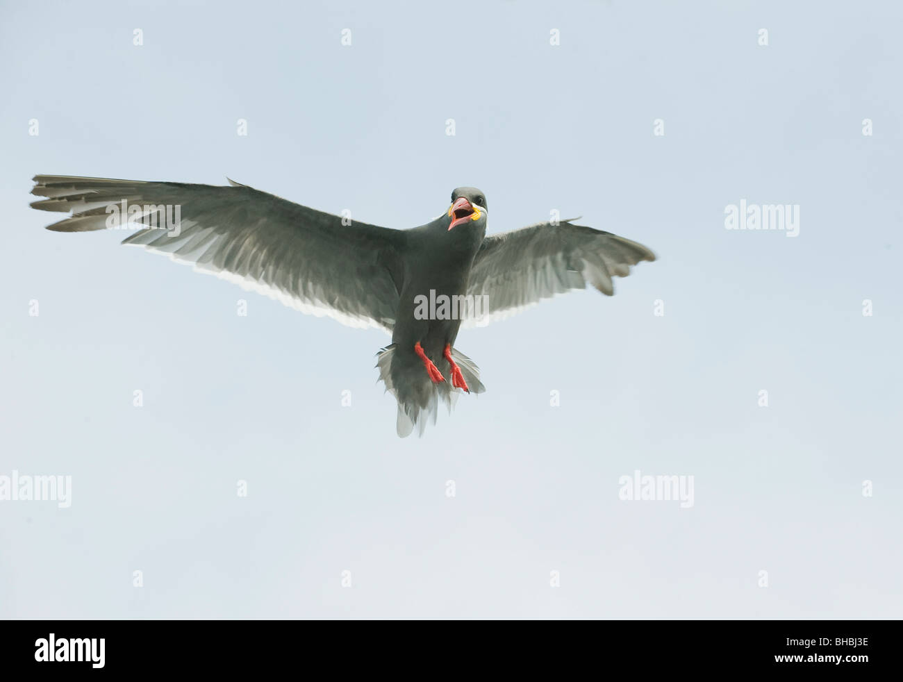 Inca Tern (Larosterna inca) in flight, Pucusana, PERU Stock Photo - Alamy