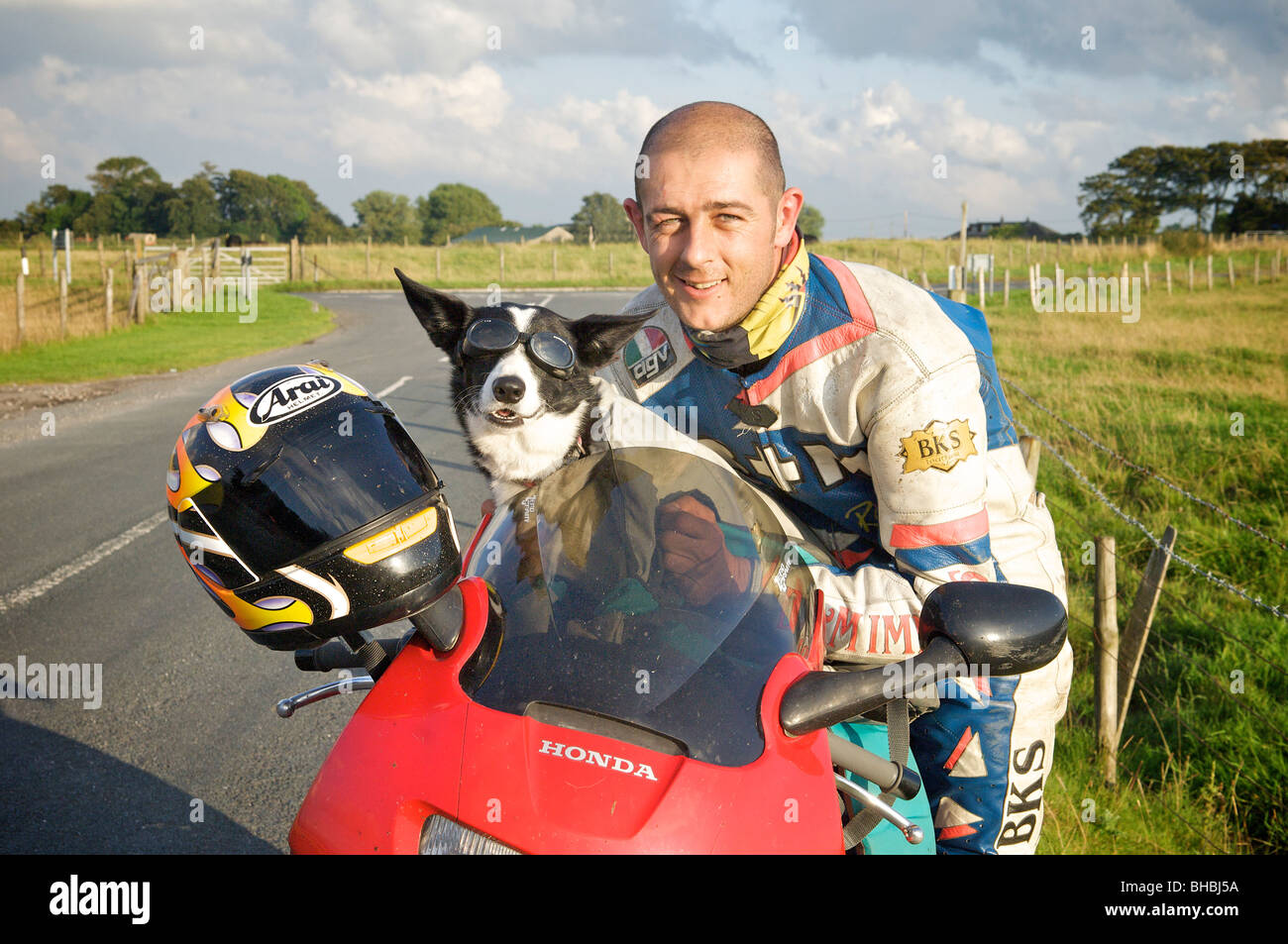 Border collie back hi-res stock photography and images - Alamy
