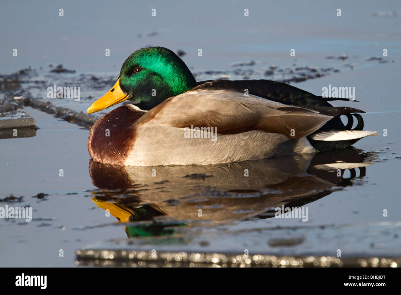 Mallard male colours hi-res stock photography and images - Alamy