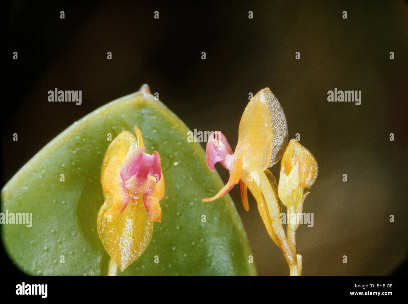 Angel orchid hi-res stock photography and images - Alamy