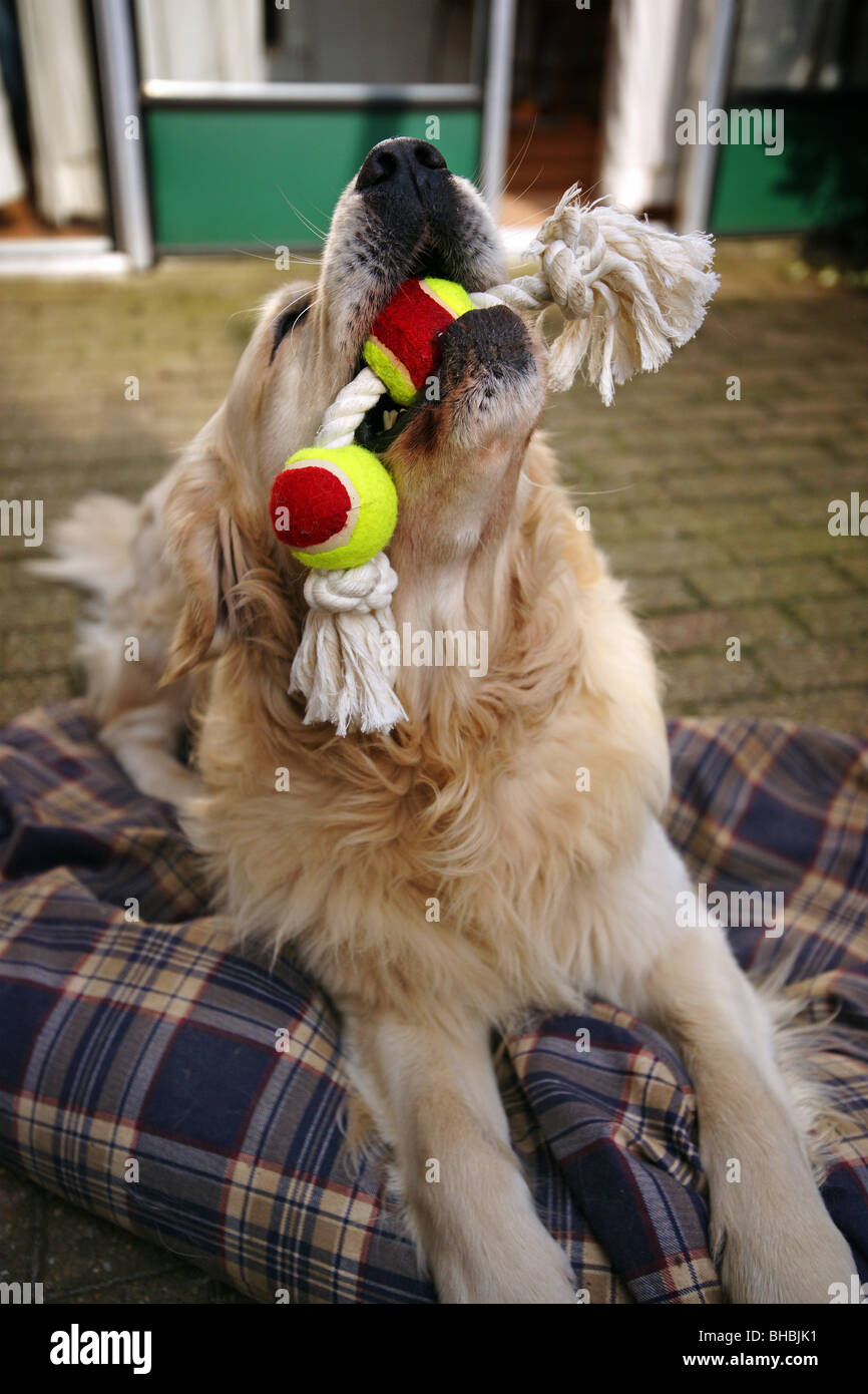 golden retriever playing with a floss toy Stock Photo - Alamy