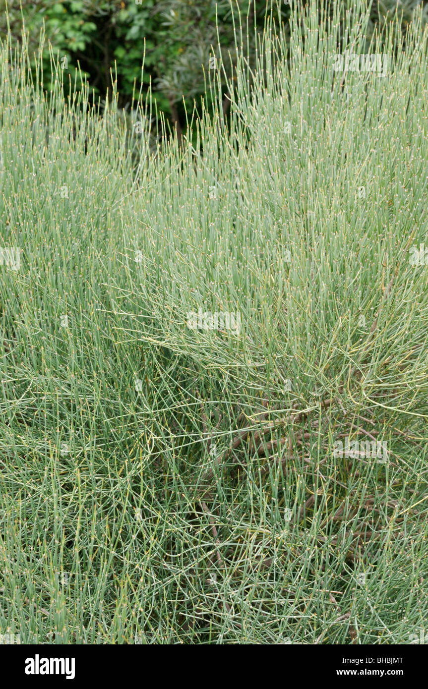 Ephedra plant hi-res stock photography and images - Alamy