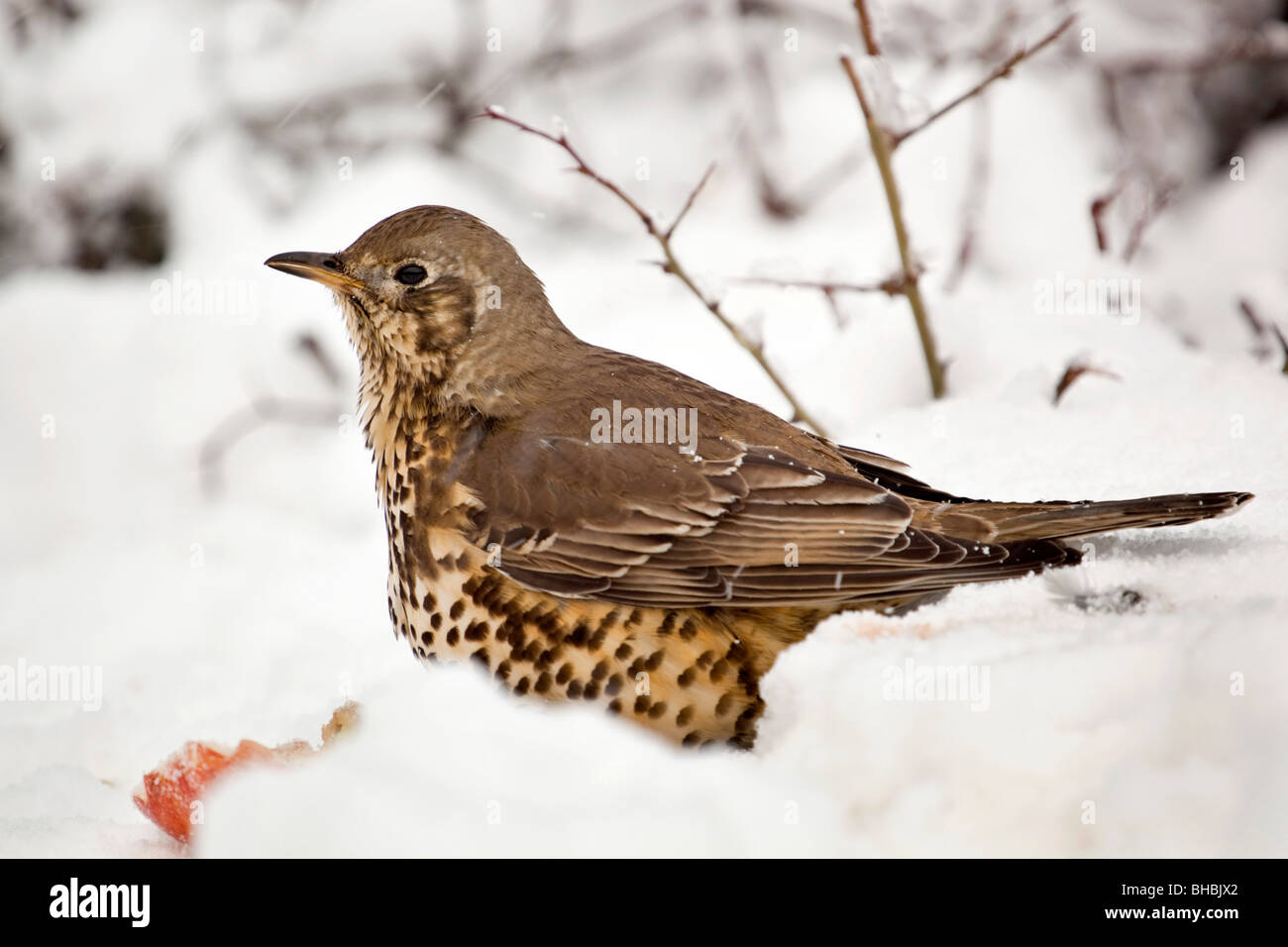 Thrush in snow hi-res stock photography and images - Alamy