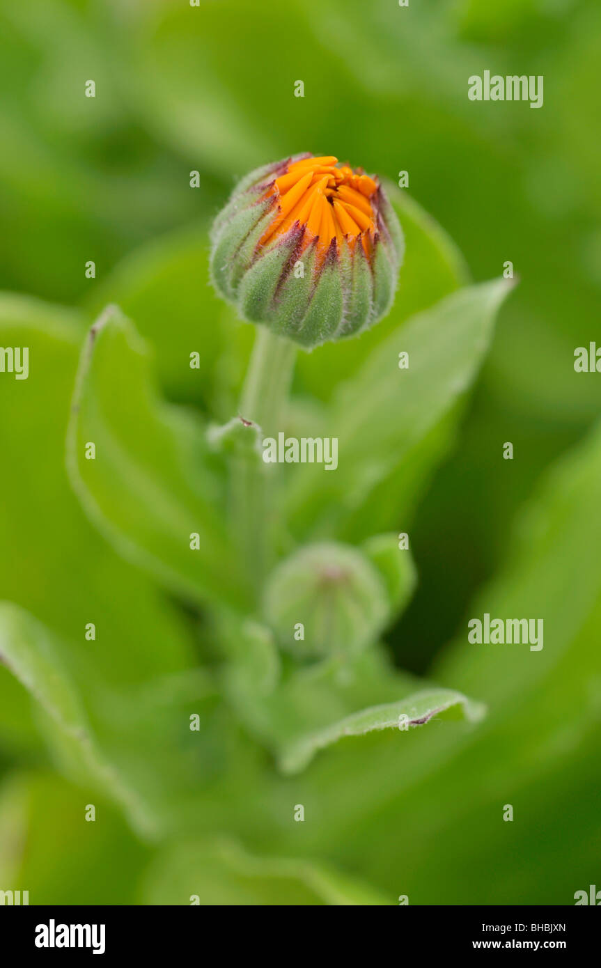 Pot marigold (Calendula officinalis Stock Photo - Alamy