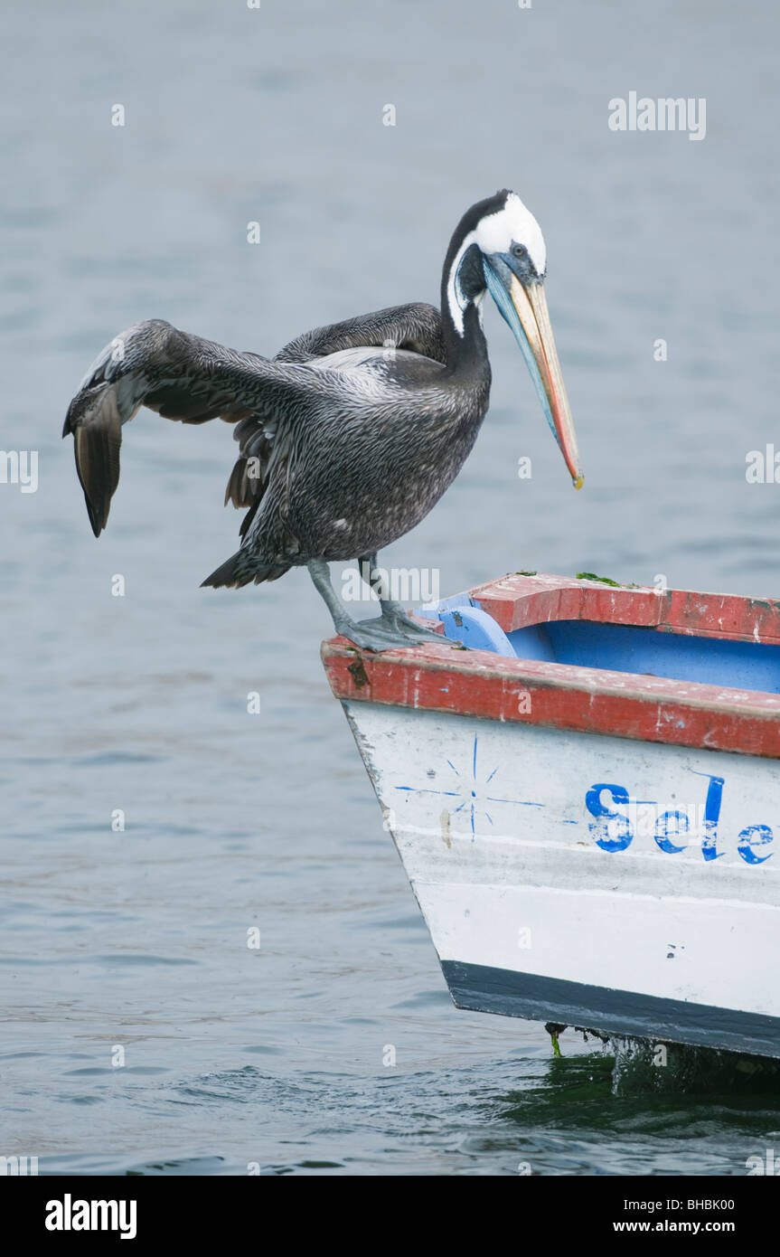 Peruvian Pelican (Pelecanus thagus) On fishing boat, Pucusana, Peru ...