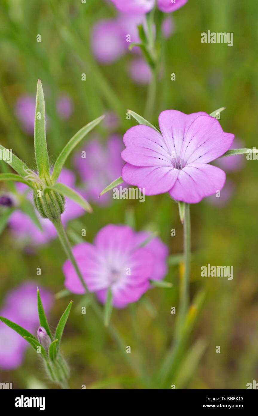 Agrostemma flower hi-res stock photography and images - Alamy