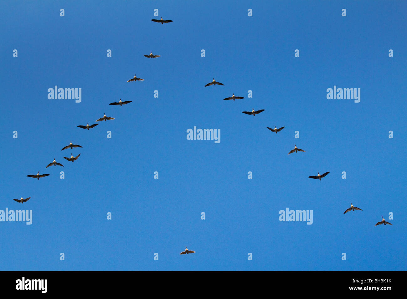 Pink footed geese anser brachyrhynchus hi-res stock photography and ...