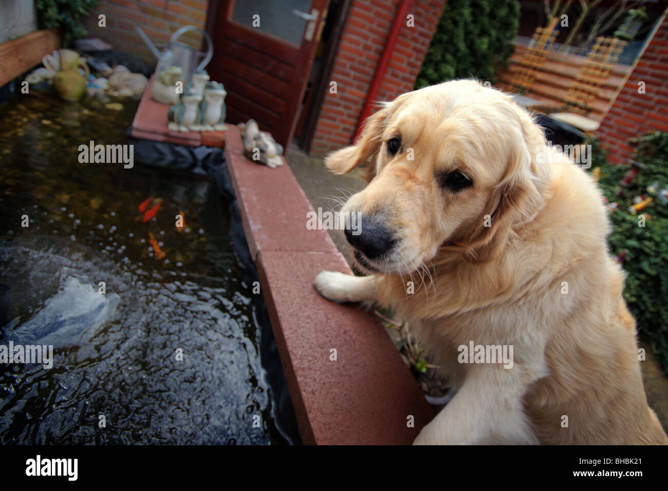 Dog looking at fish hi-res stock photography and images - Alamy