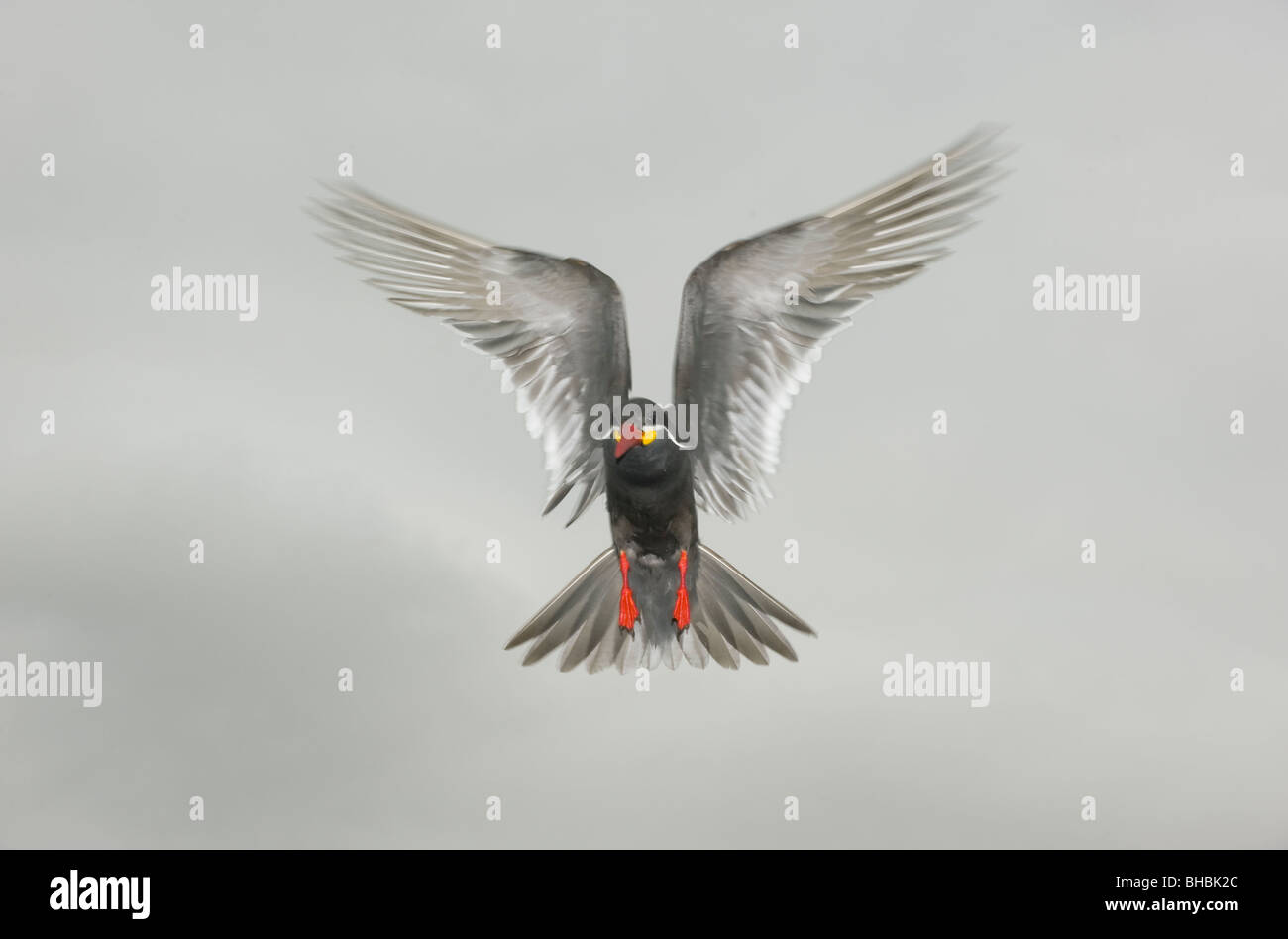 Larosterna inca pucusana peru hi-res stock photography and images - Alamy