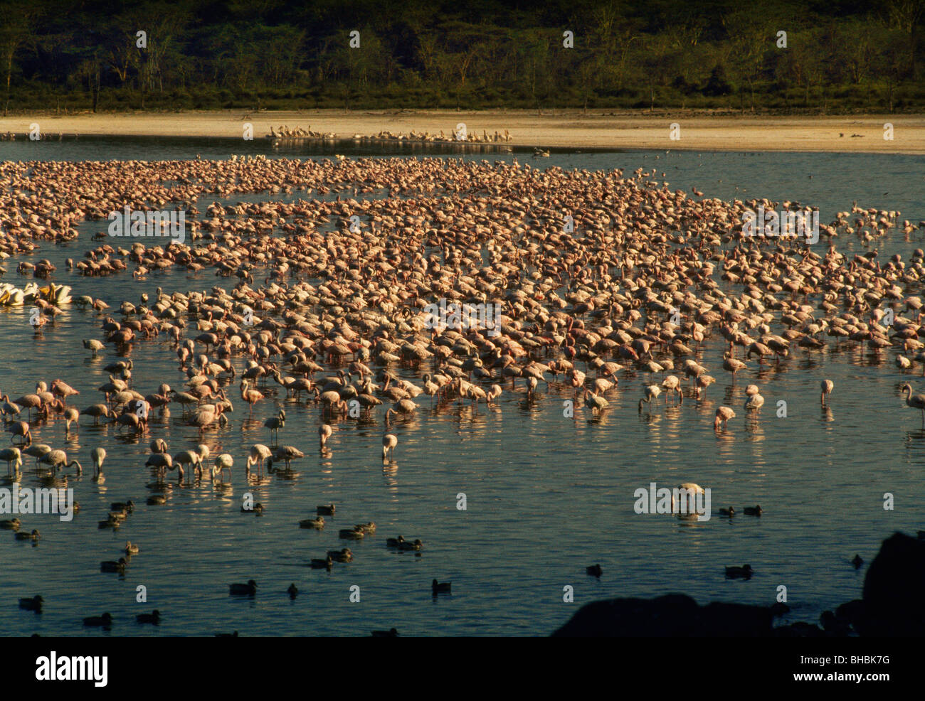 Flock of birds Stock Photo - Alamy