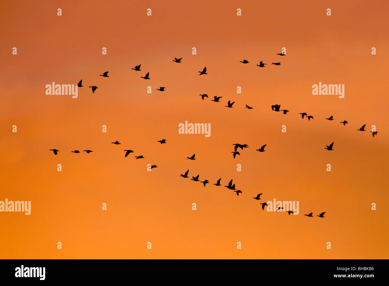 Pink Footed Geese; Anser brachyrhynchus; flock in flight Stock Photo ...