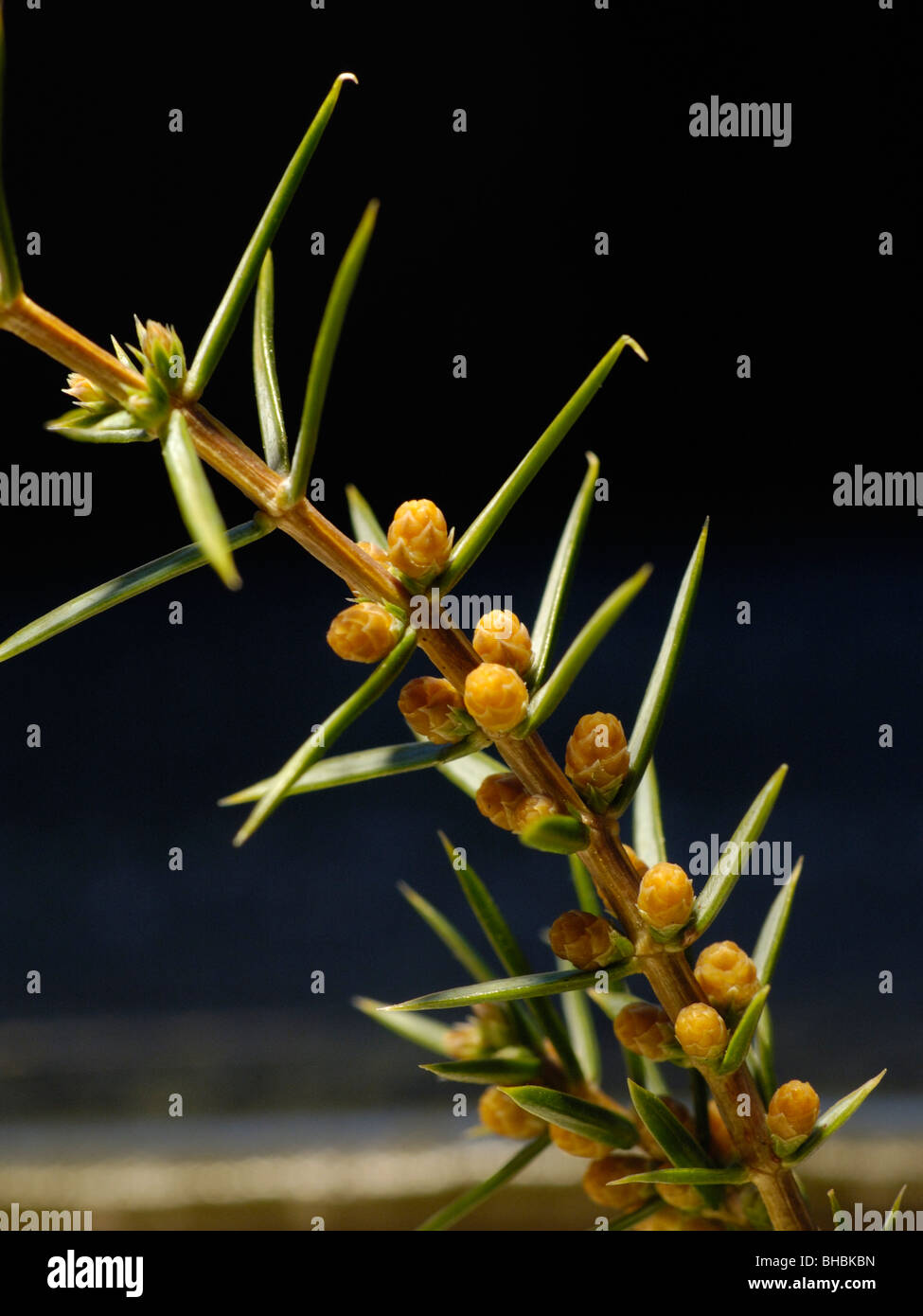 Juniper, young cones, juniperus communis Stock Photo - Alamy