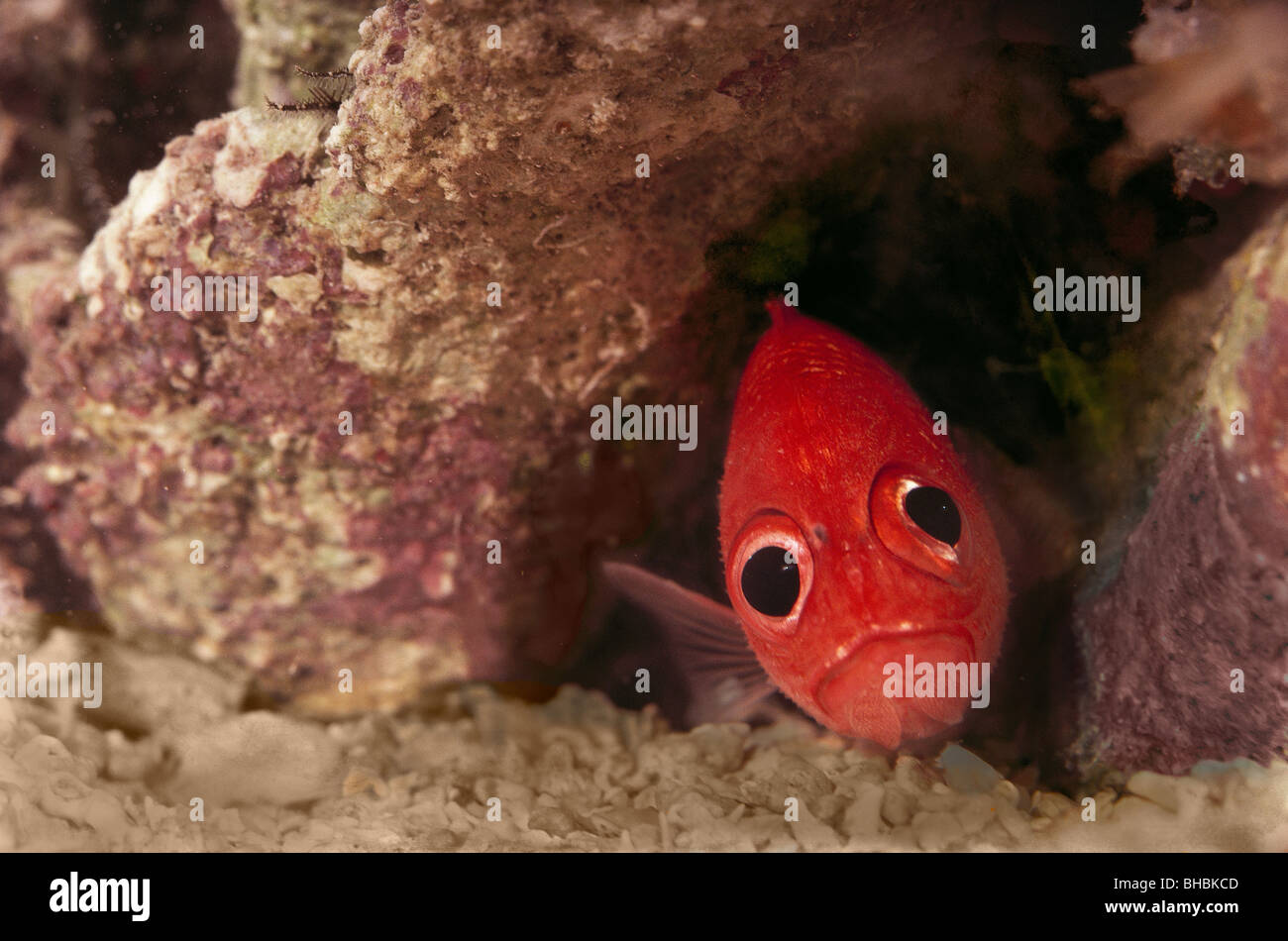 Caribbean red soldier fish Stock Photo - Alamy