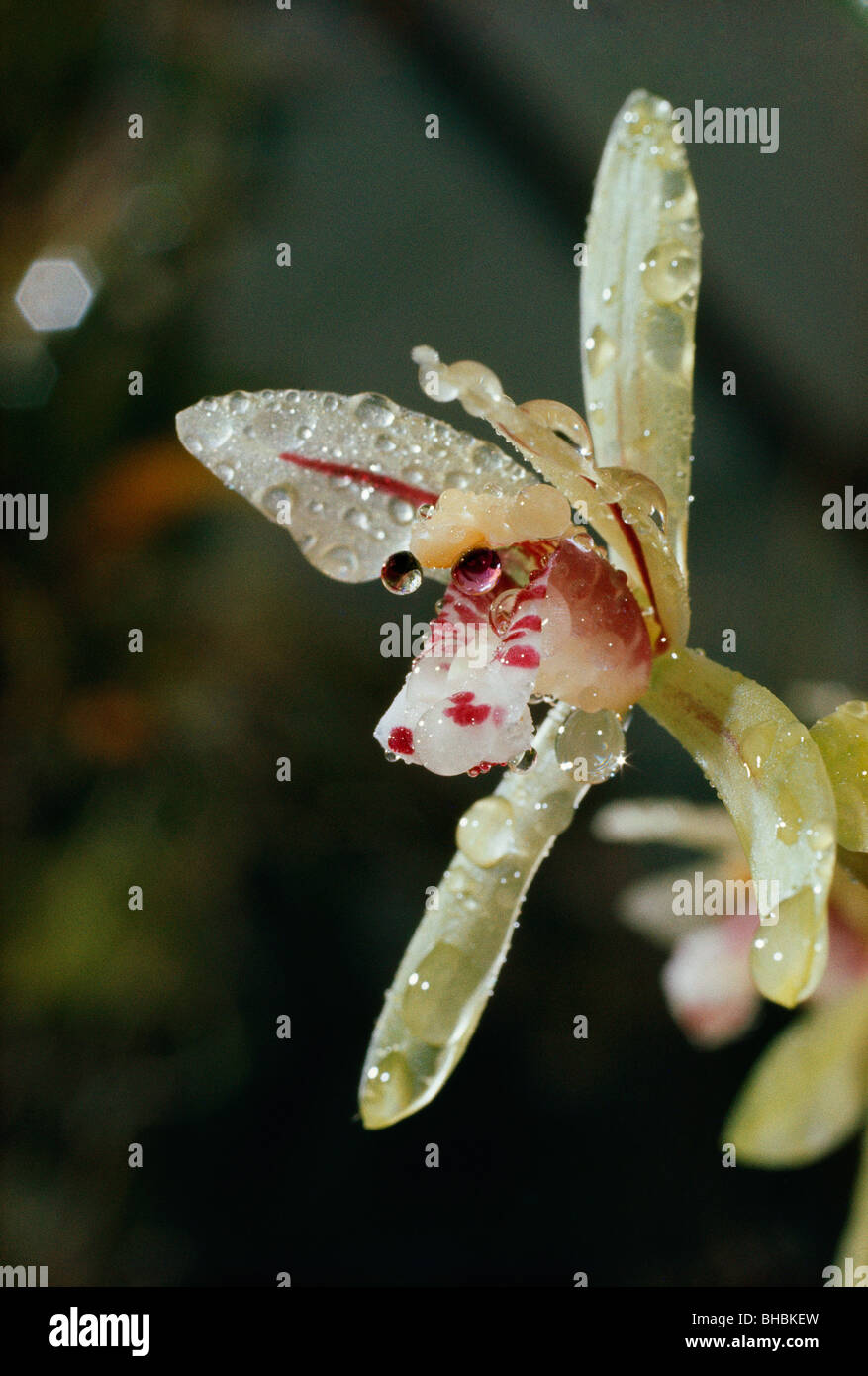 Cymbidium Orchid in Japan Stock Photo - Alamy