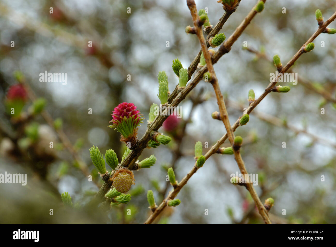 European Larch 'flowers', larix decidua Stock Photo - Alamy