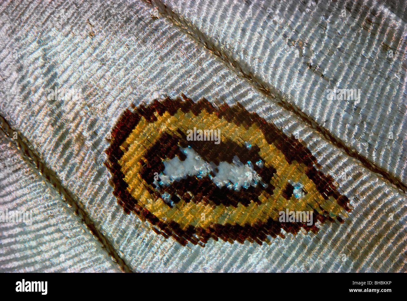 Moth's wing with the figure of a small mouse Stock Photo - Alamy