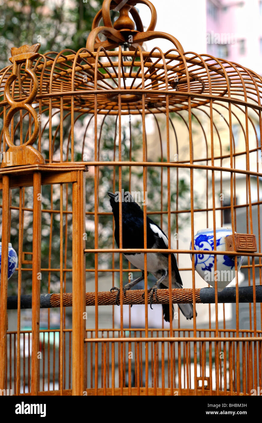 Magpie in a Cage, Yuen Po Bird Garden, Hong Kong Stock Photo - Alamy
