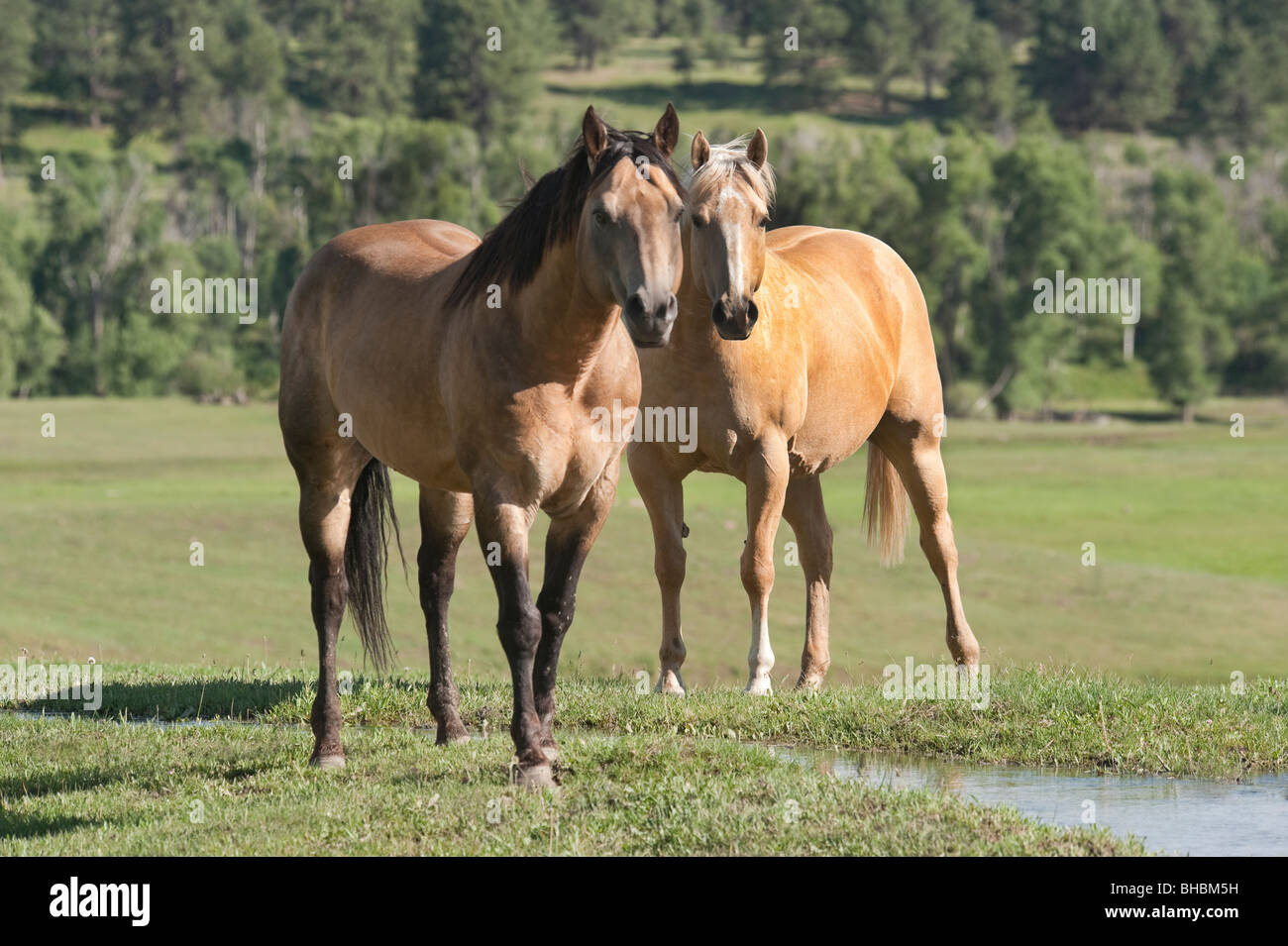 Pair of Quarter Horses Stock Photo - Alamy