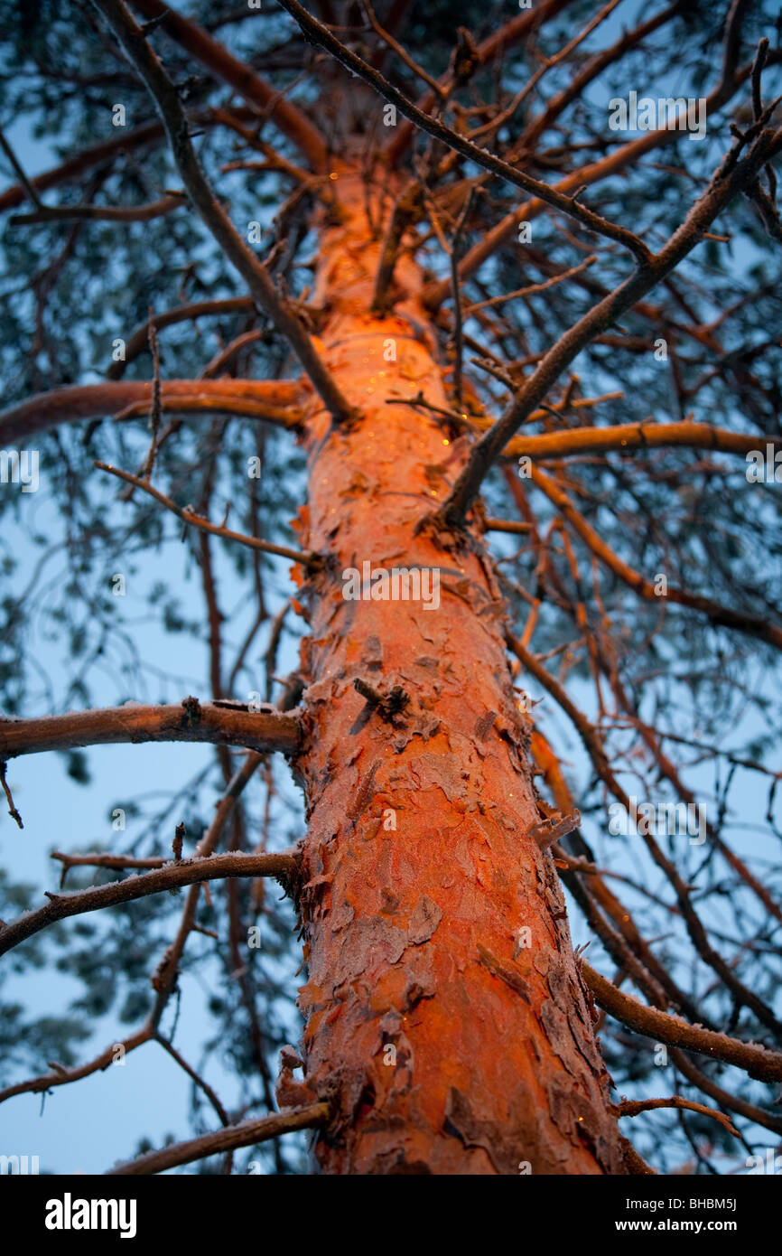 Finnish pine ( Pinus sylvestris ) tree trunk colored red by sunset ...