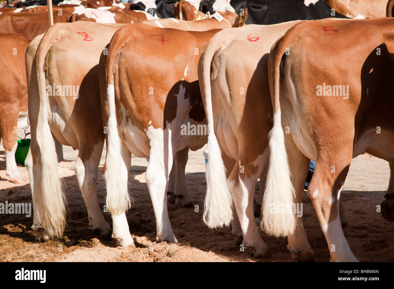 Rear view of cattle Stock Photo - Alamy