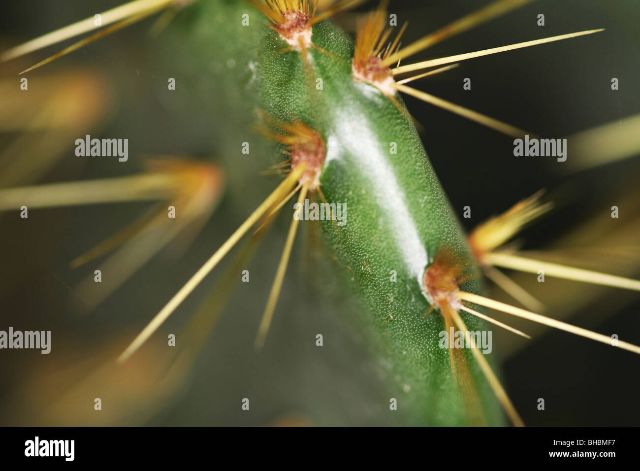 needles of a cactus Stock Photo - Alamy