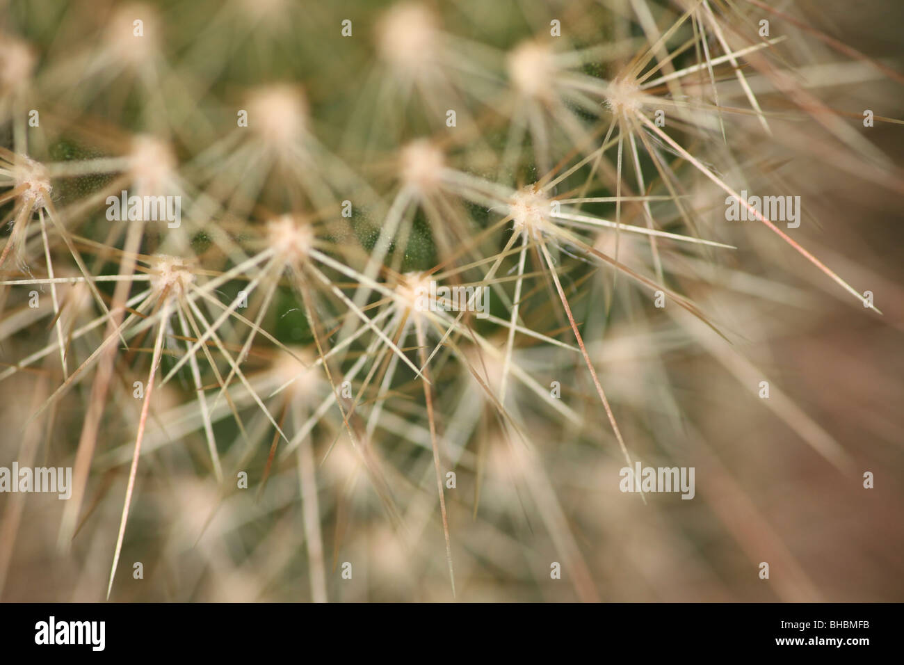 needles of a cactus Stock Photo - Alamy