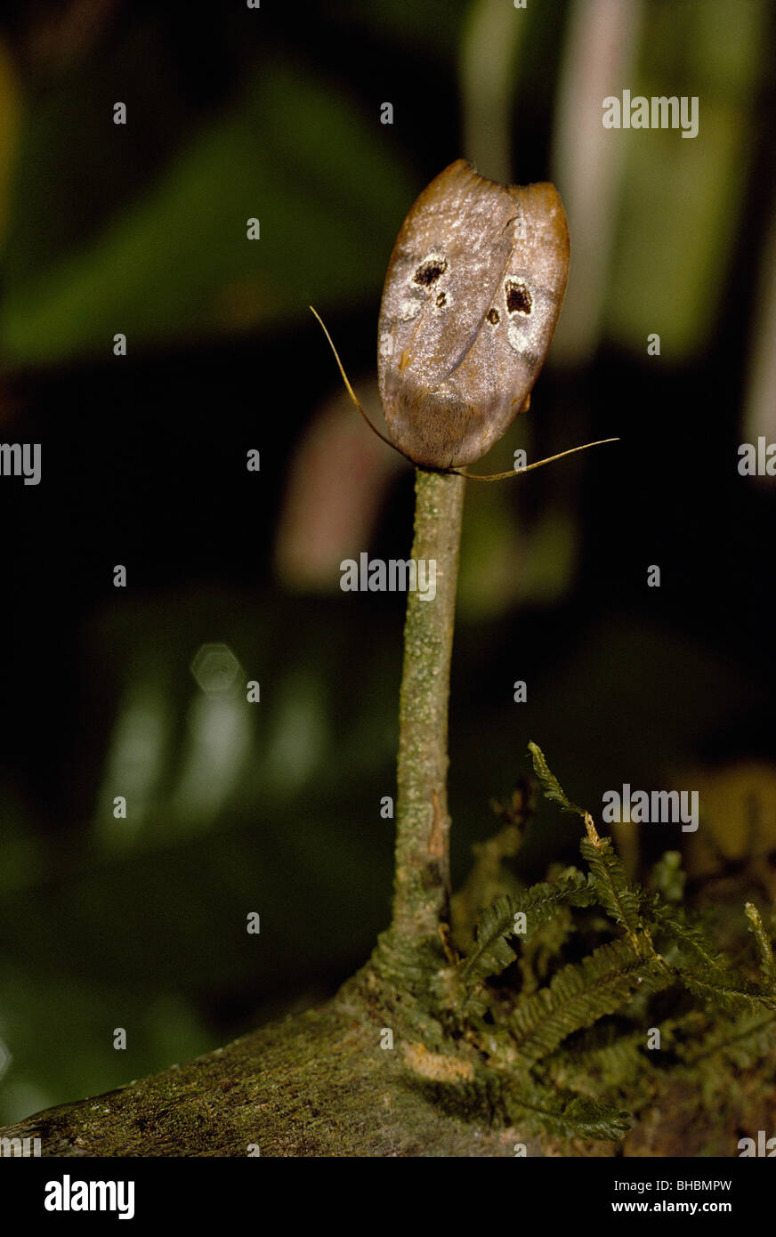 Moth on a branch "Stick Man Stock Photo - Alamy
