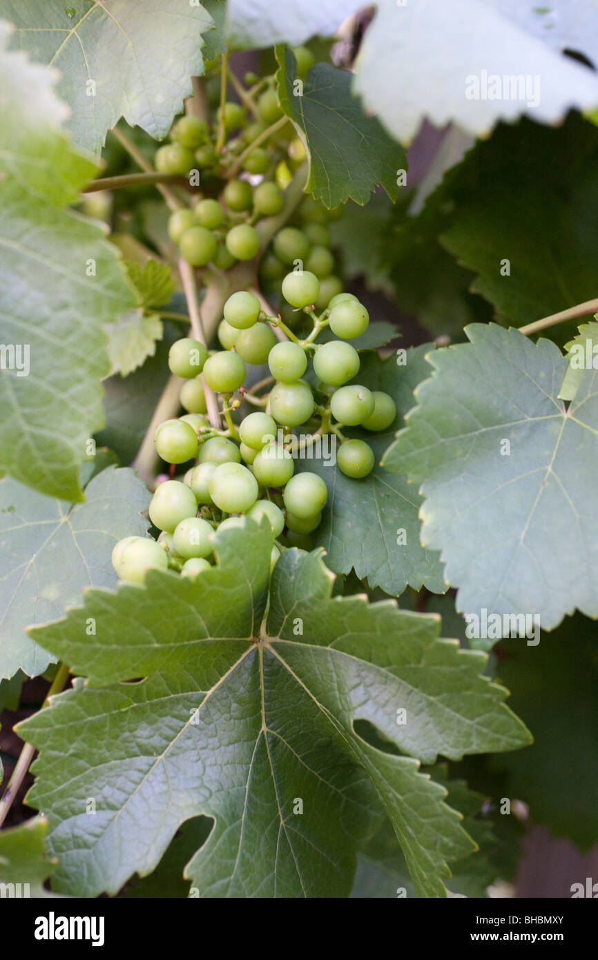 White grapes growing on the vine Stock Photo - Alamy
