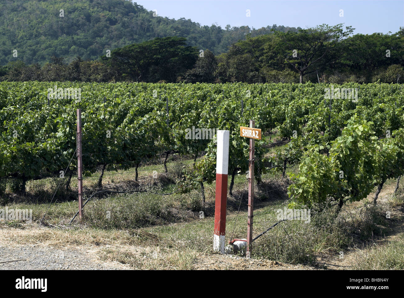 PB Valley Khao Yai Winery, Khao Yai, Thailand Stock Photo - Alamy