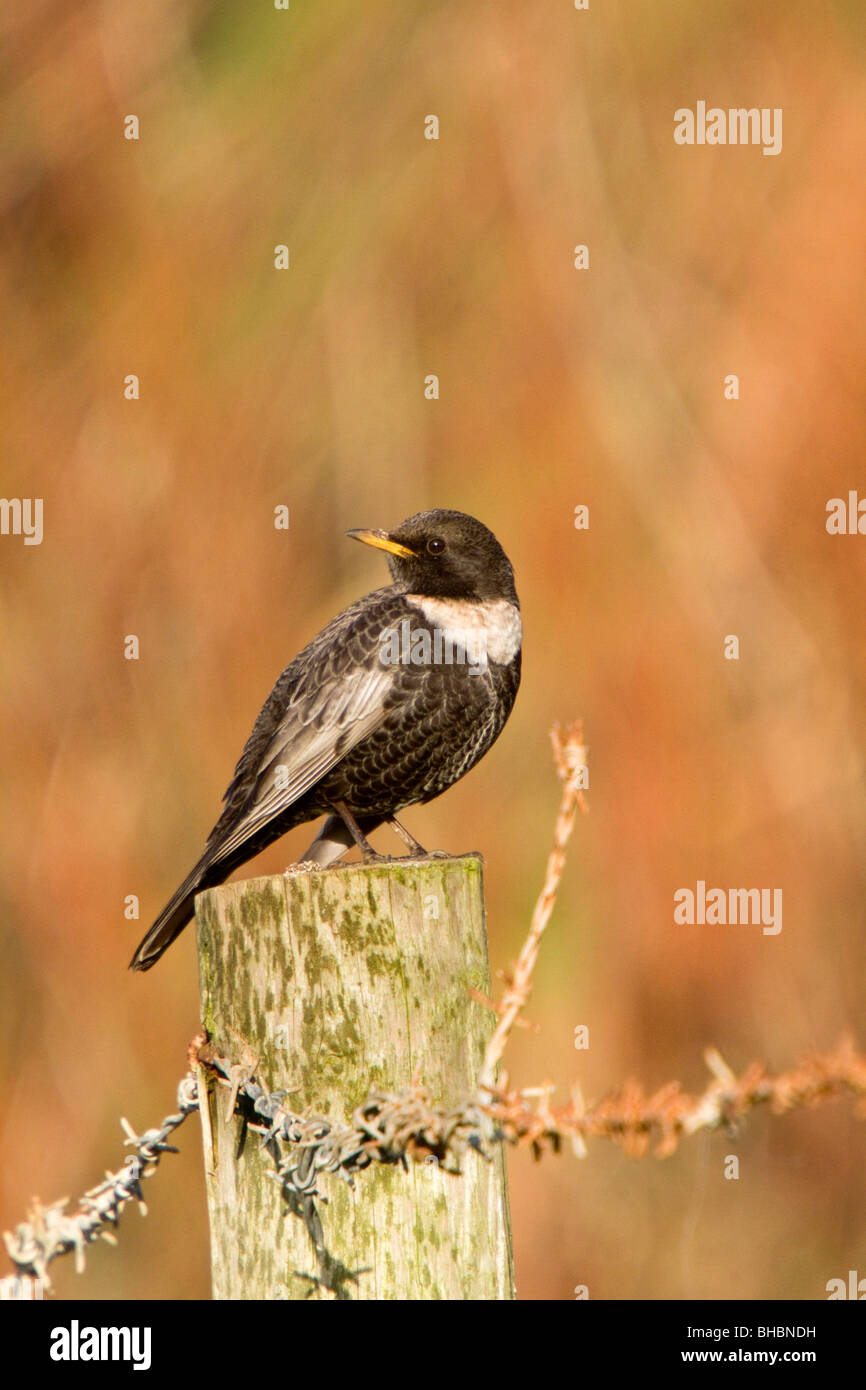 Ring Ouzel; Turdus torquatus; male; Cornwall Stock Photo - Alamy
