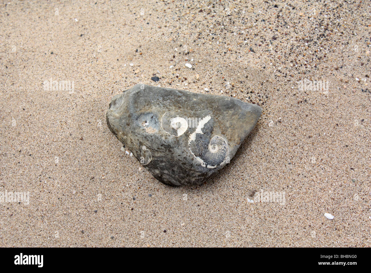 Fossil sand hi-res stock photography and images - Alamy