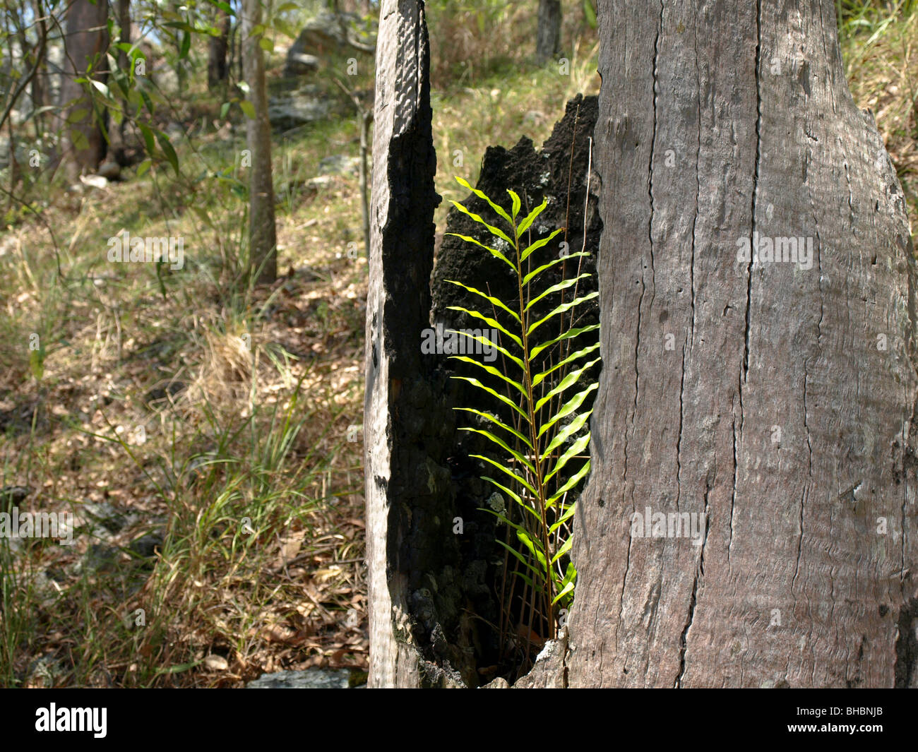Bushfire australia regrowth hi-res stock photography and images - Alamy