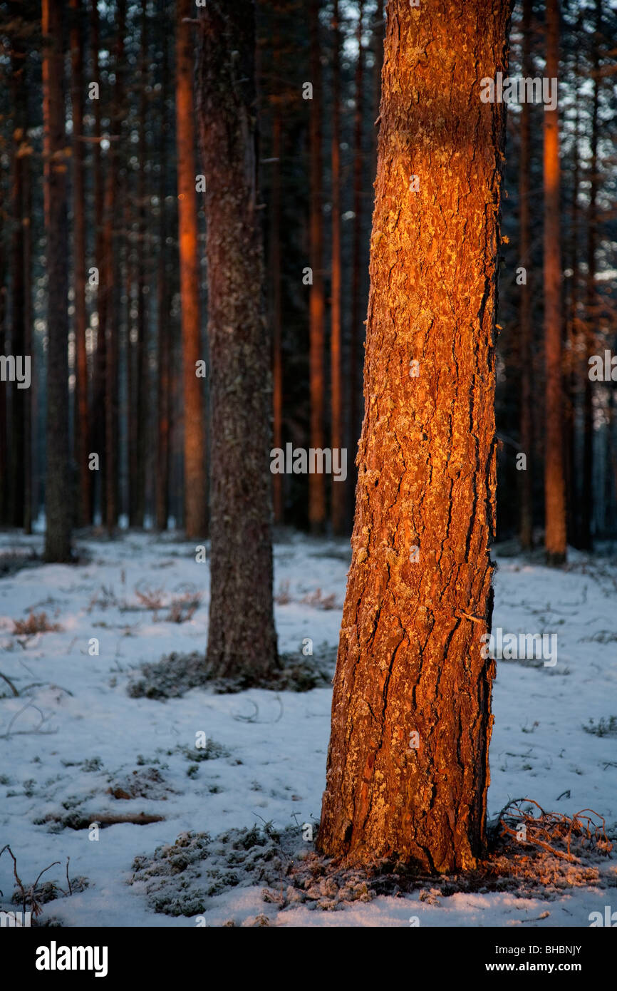 Finnish pine ( Pinus sylvestris ) tree trunk colored red by sunset at ...