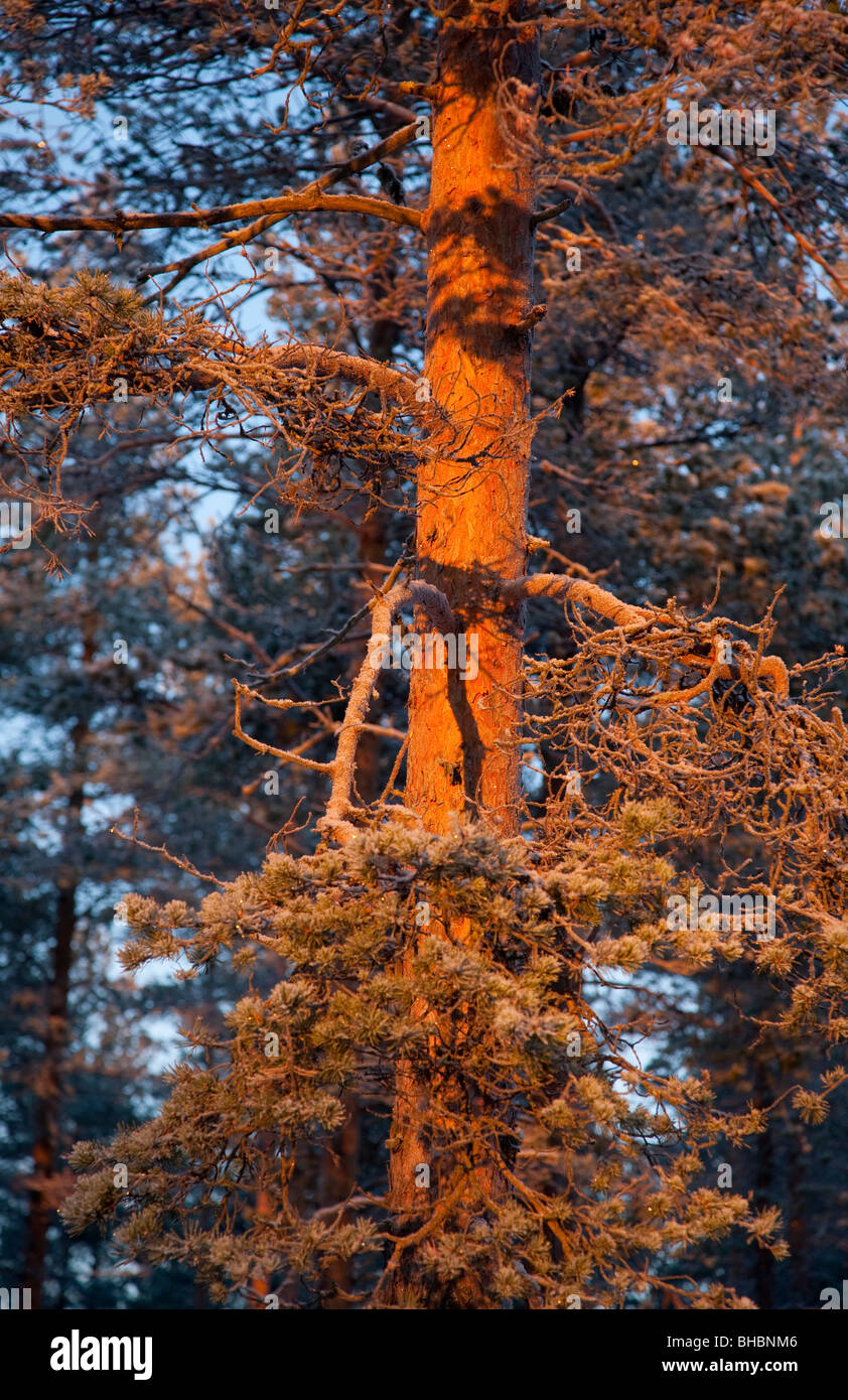 Finnish pine ( Pinus sylvestris ) tree trunk colored red by sunset ...