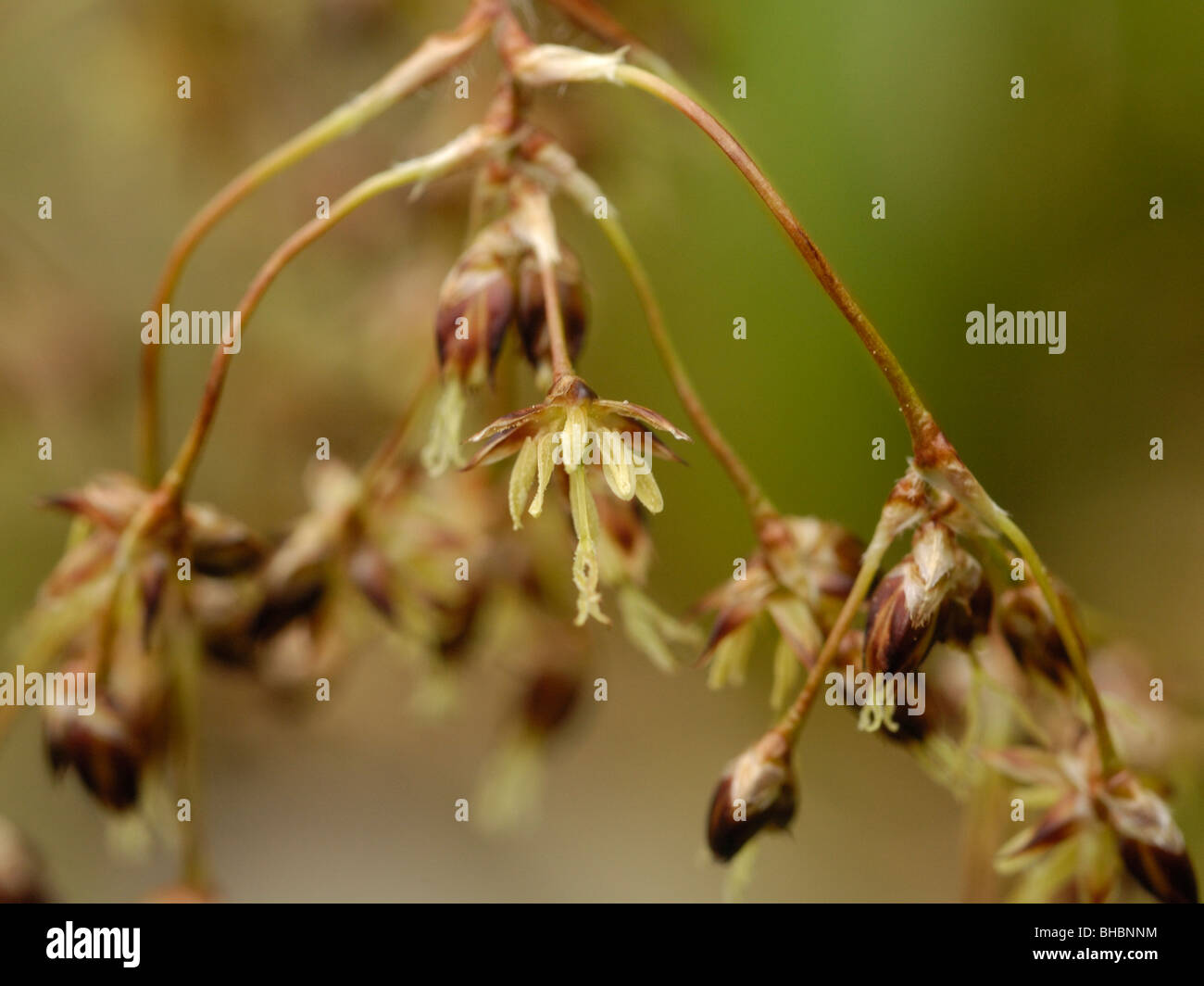 Great Wood-rush, luzula sylvatica Stock Photo - Alamy
