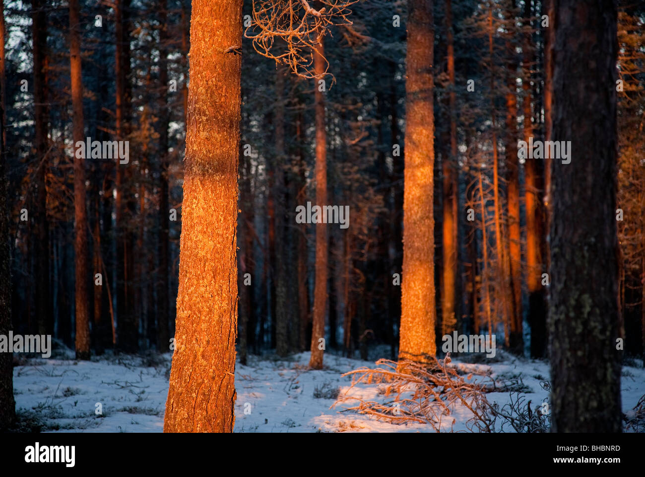 Finnish pine ( Pinus sylvestris ) tree trunks colored red by sunset at ...