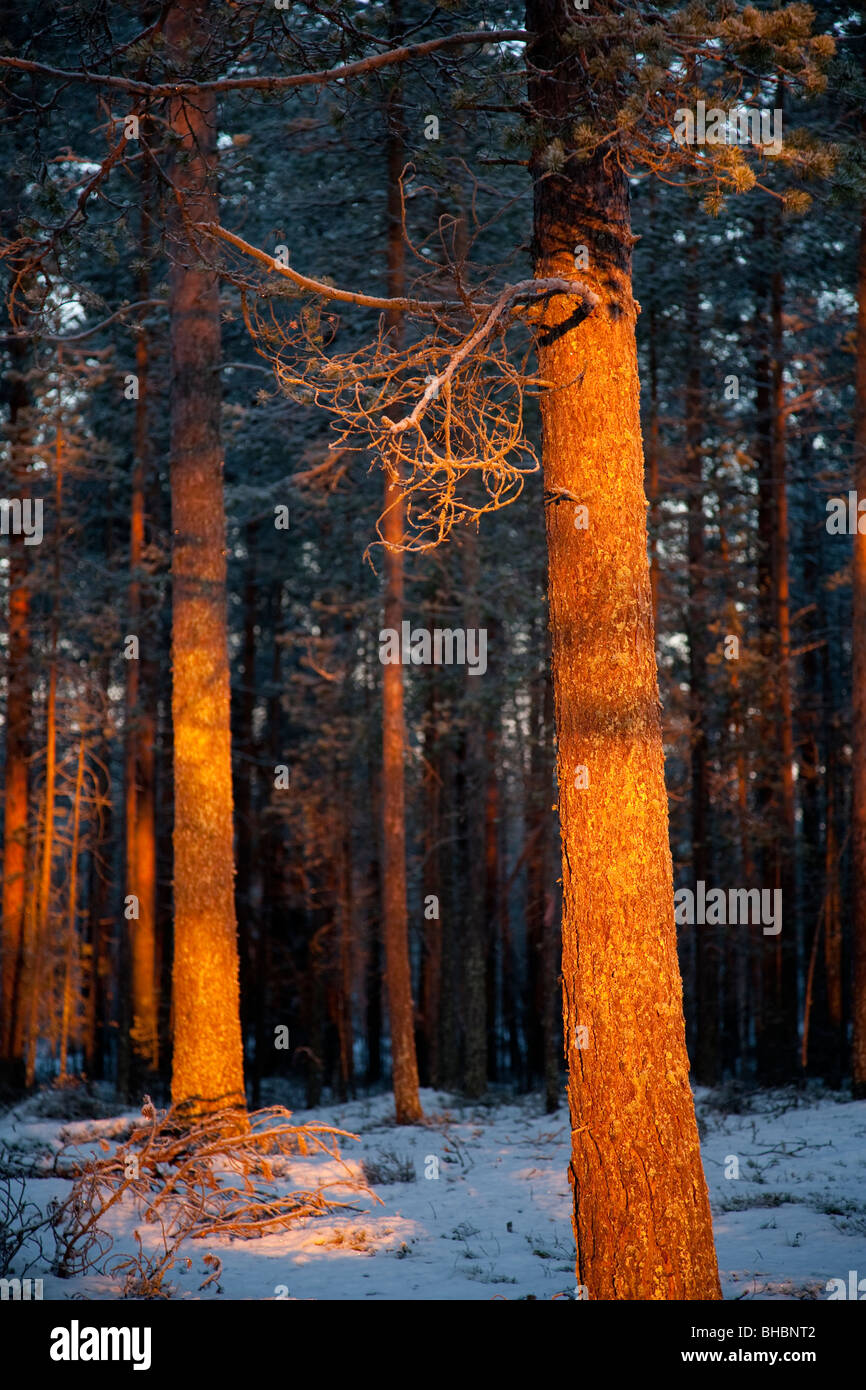 Finnish pine ( Pinus sylvestris ) tree trunks colored red by sunset at ...