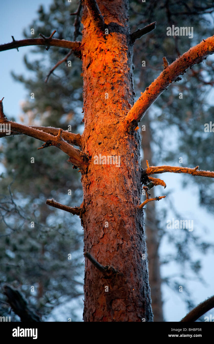 Finnish pine ( Pinus sylvestris ) tree trunk colored red by sunset ...