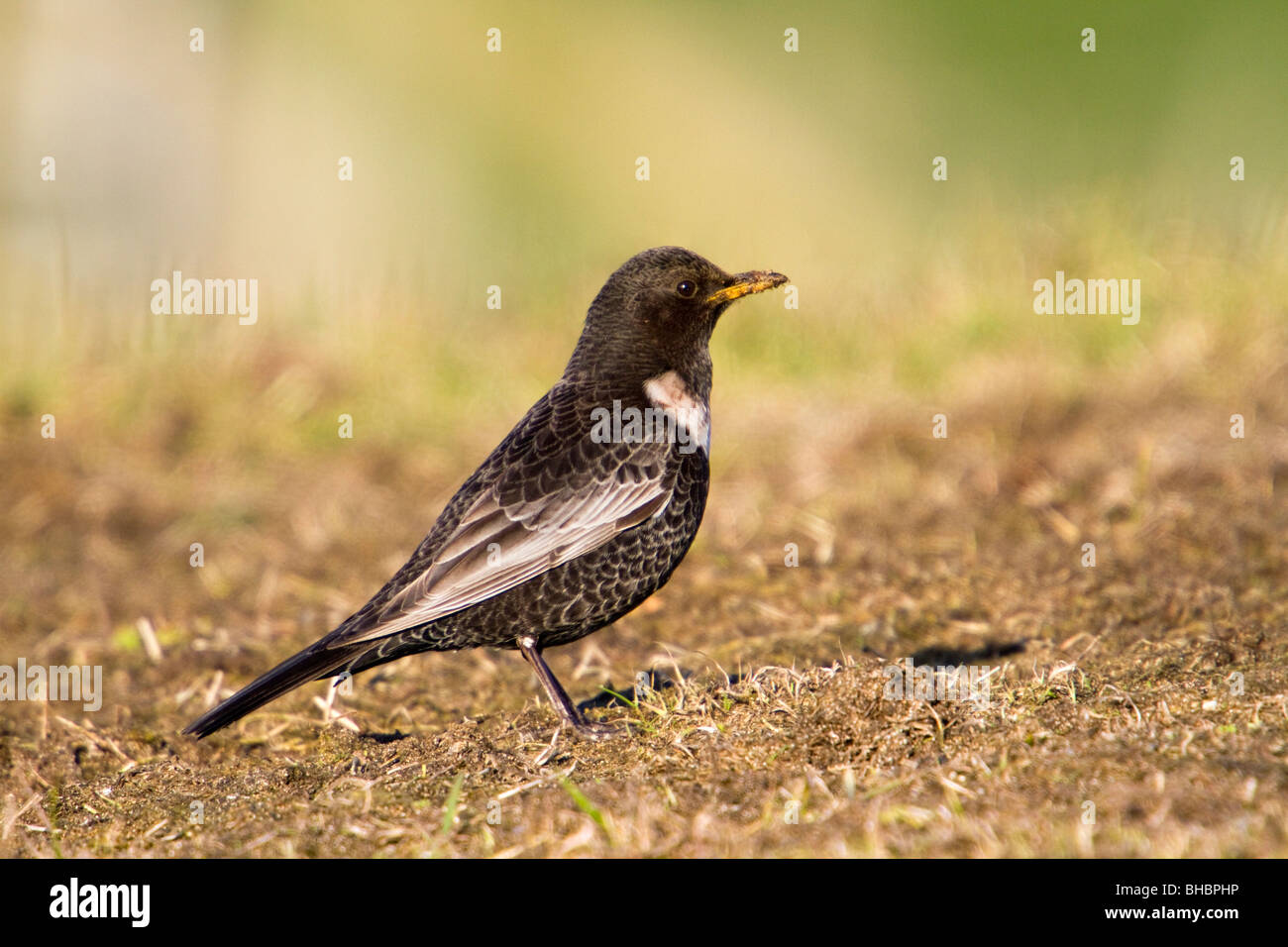 Ring Ouzel; Turdus torquatus; male; Cornwall Stock Photo - Alamy