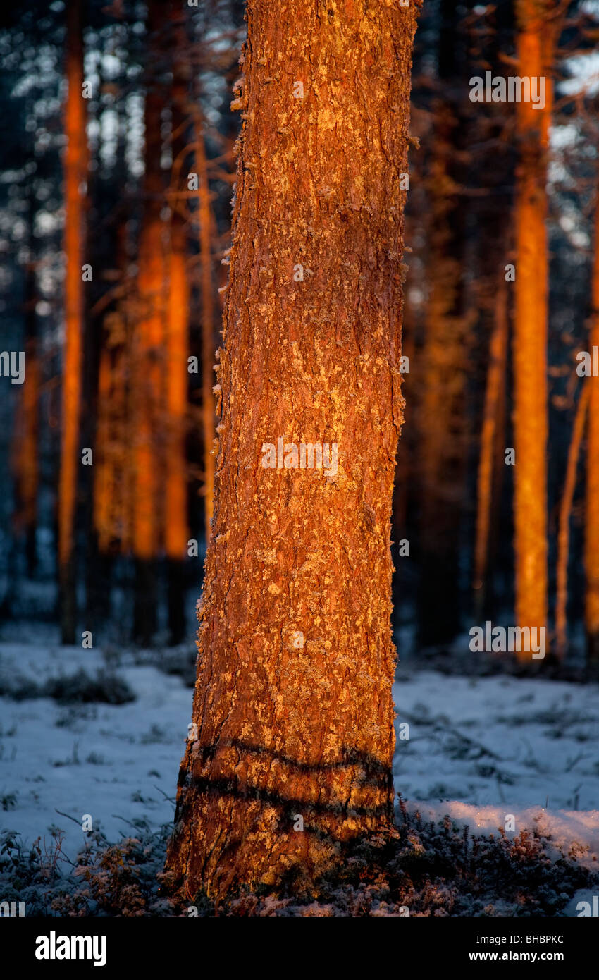 Finnish pine ( Pinus sylvestris ) tree trunk colored red by sunset ...