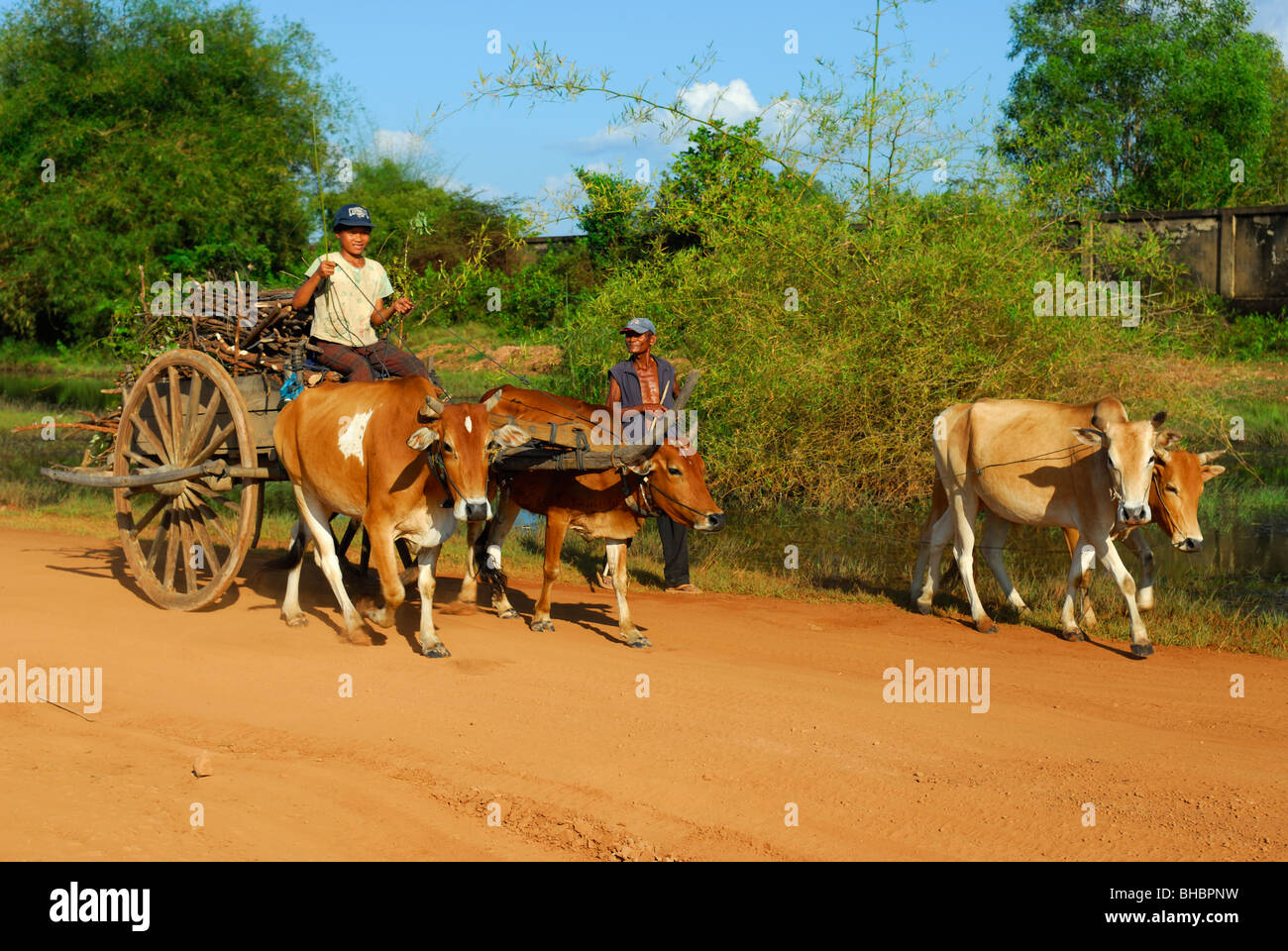 Cambodia ox cart hi-res stock photography and images - Alamy