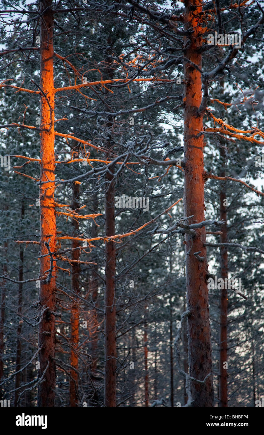 Finnish pine ( Pinus sylvestris ) tree trunks colored red by sunset at ...