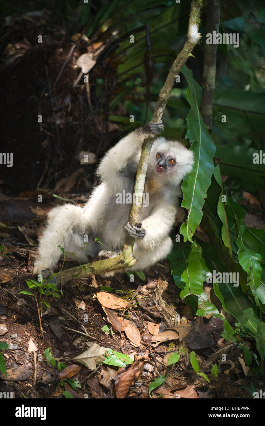 Silky Sifaka lemur (Propithecus candidus) Endangered, Marojejy National ...
