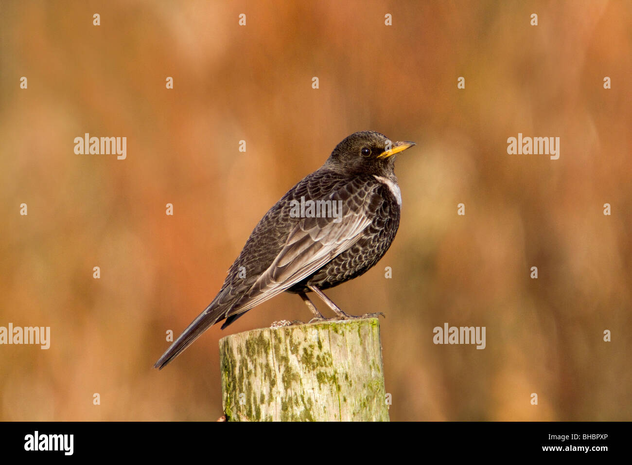 Ring ouzel hi-res stock photography and images - Alamy