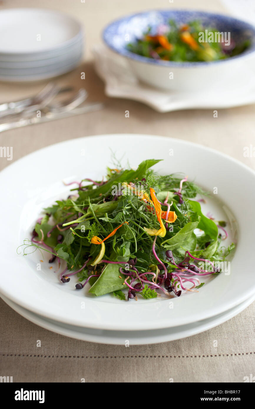 Garden leaf and herb salad Stock Photo - Alamy