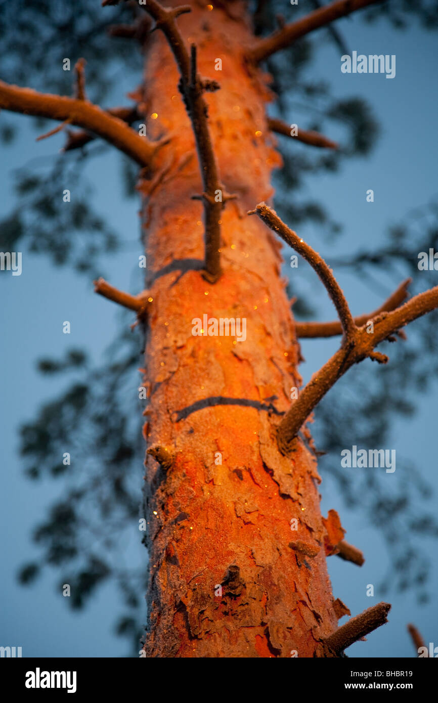 Finnish pine ( Pinus sylvestris ) tree trunk colored red by sunset ...